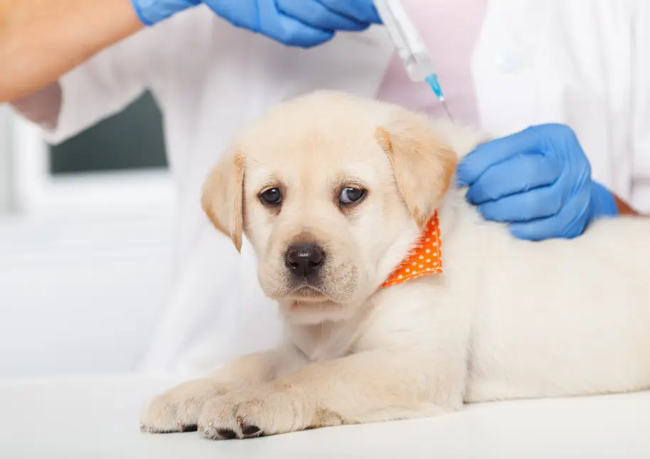 Post-vaccination reactions - Clinique vétérinaire St-Louis-de-Gonzague